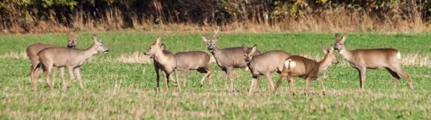 Mapa honitby :: MS HANÁ Tovačov